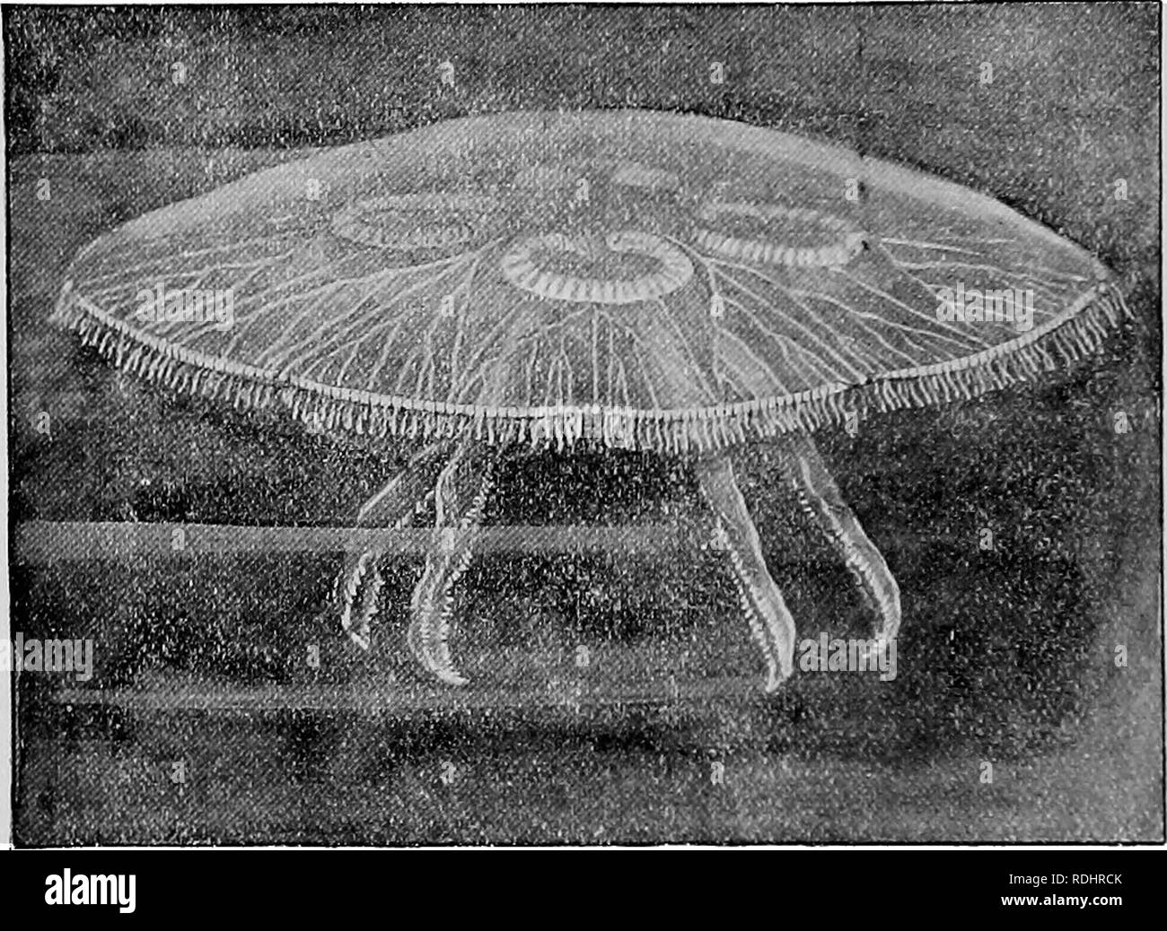 Planula larva hi-res stock photography and images - Alamy