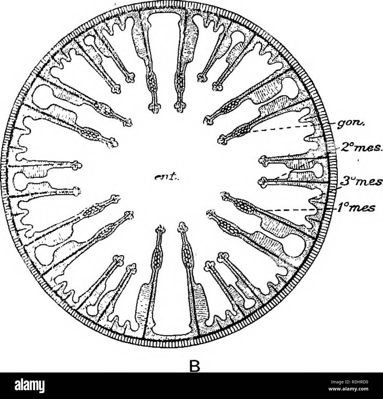 . A manual of elementary zoology . Zoology. FtG. 117.- -Diagrains of ...