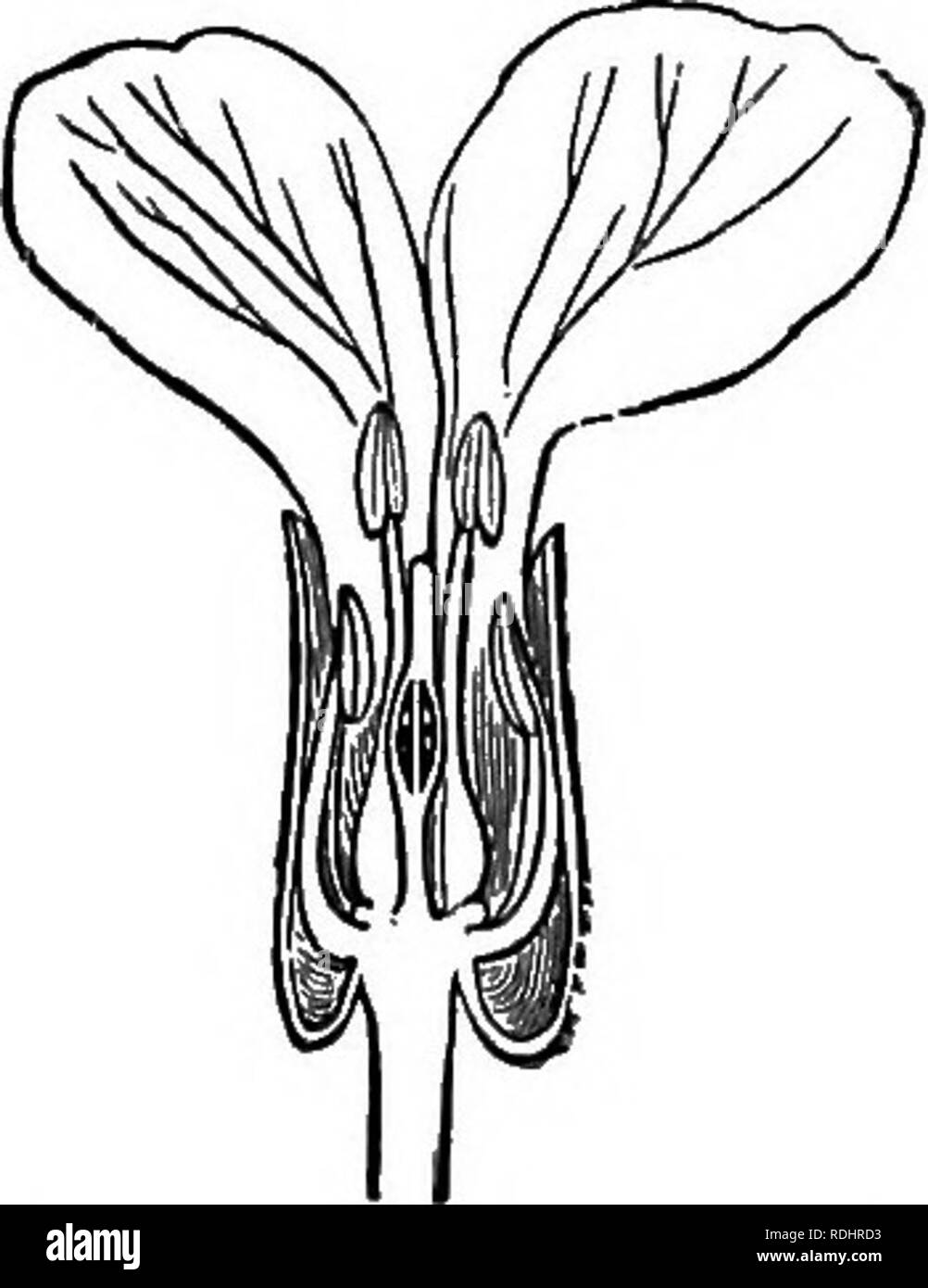 Persistent calyx Black and White Stock Photos & Images - Alamy