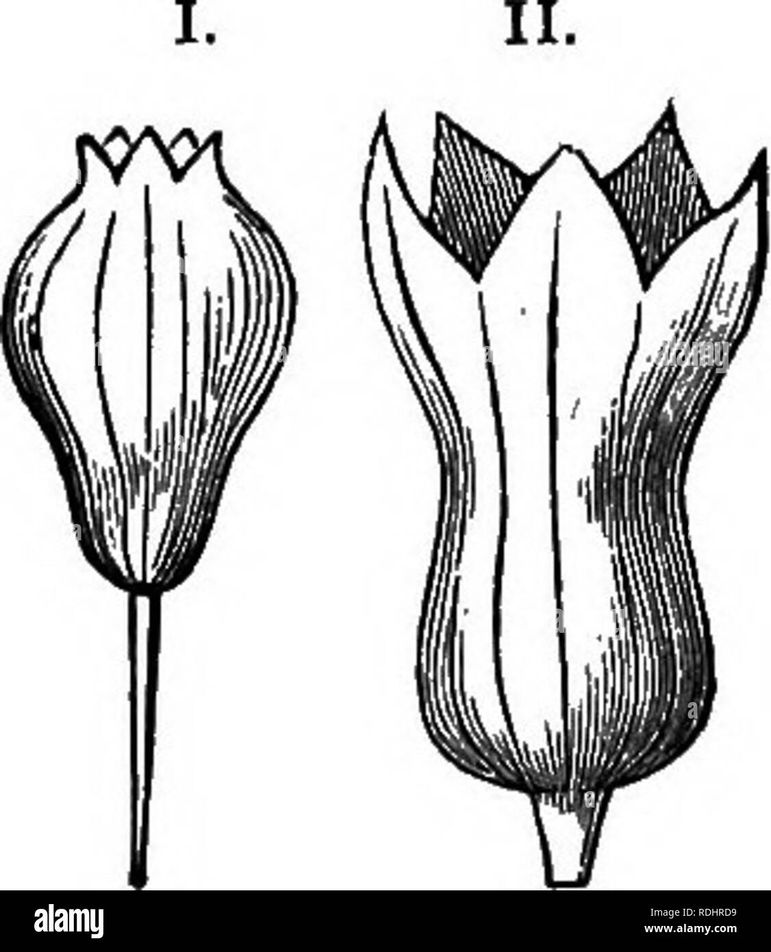 Gamosepalous hi-res stock photography and images - Alamy