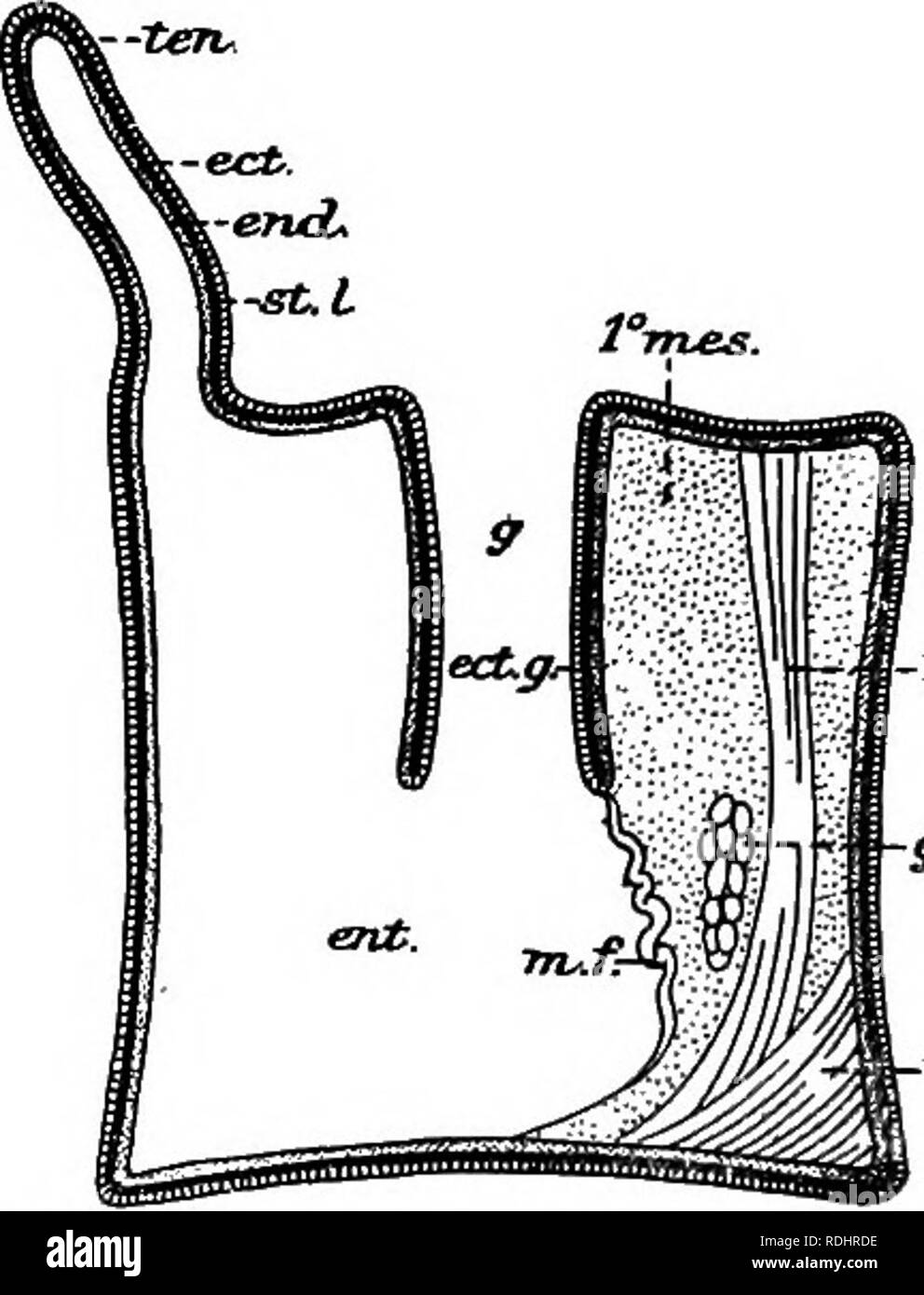 . A manual of elementary zoology . Zoology. 184 MANUAL OF ELEMENTARY ...