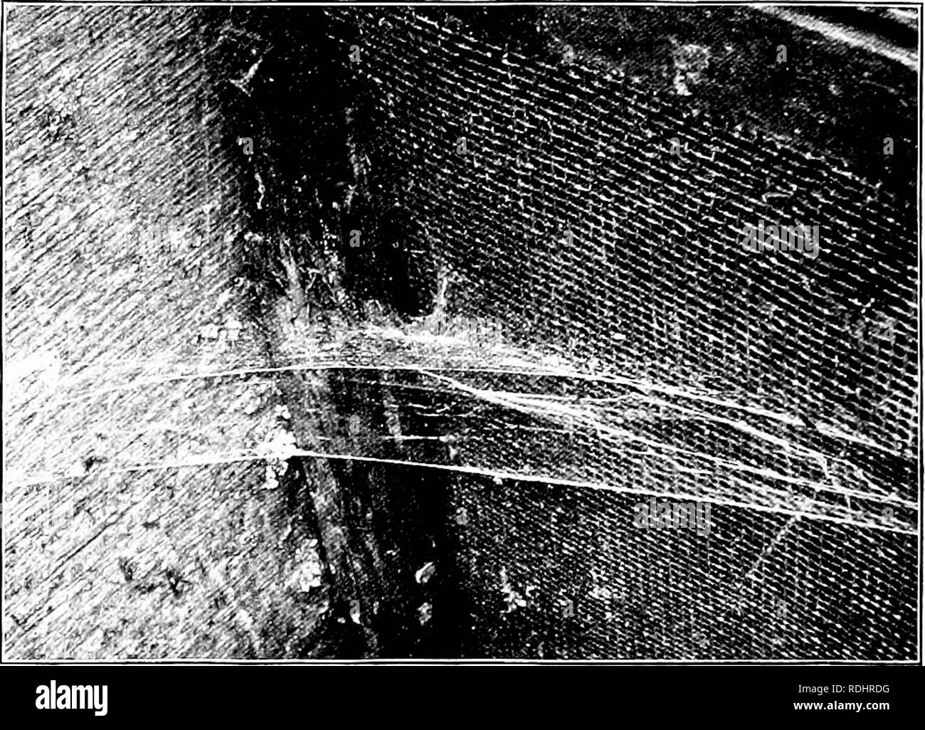 Tube web spider Black and White Stock Photos & Images - Alamy