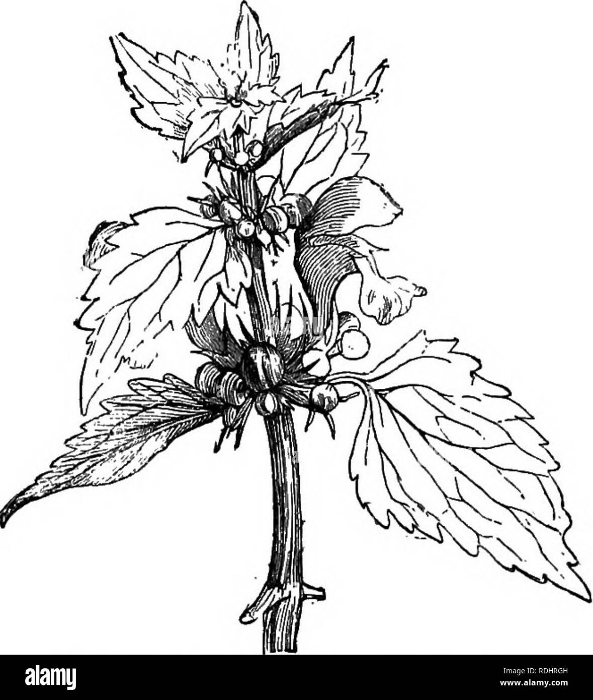 Verticillaster hi-res stock photography and images - Alamy