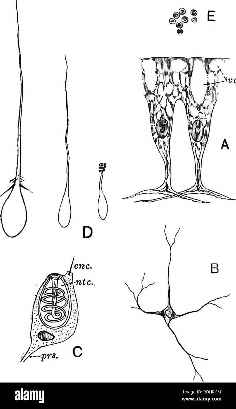 Nematocyst cell hi-res stock photography and images - Alamy