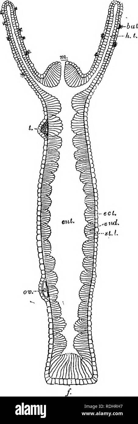 . A manual of elementary zoology . Zoology. HYDRA AND OB ELI A. POLYPS ...