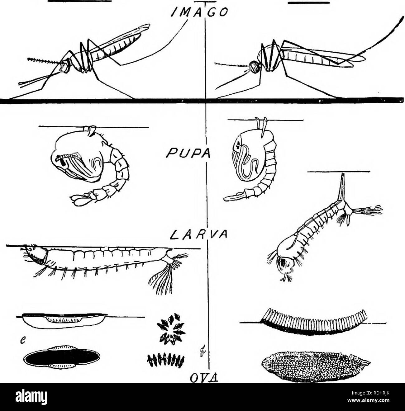 Anopheles Mosquito Life Cycle