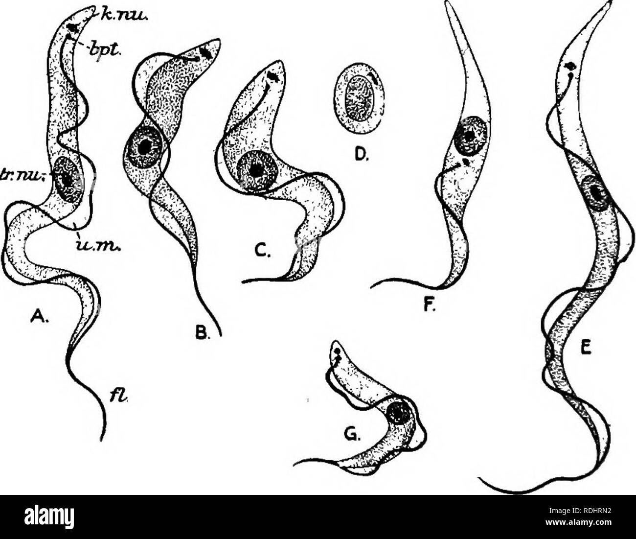 Generative nucleus Black and White Stock Photos & Images - Alamy