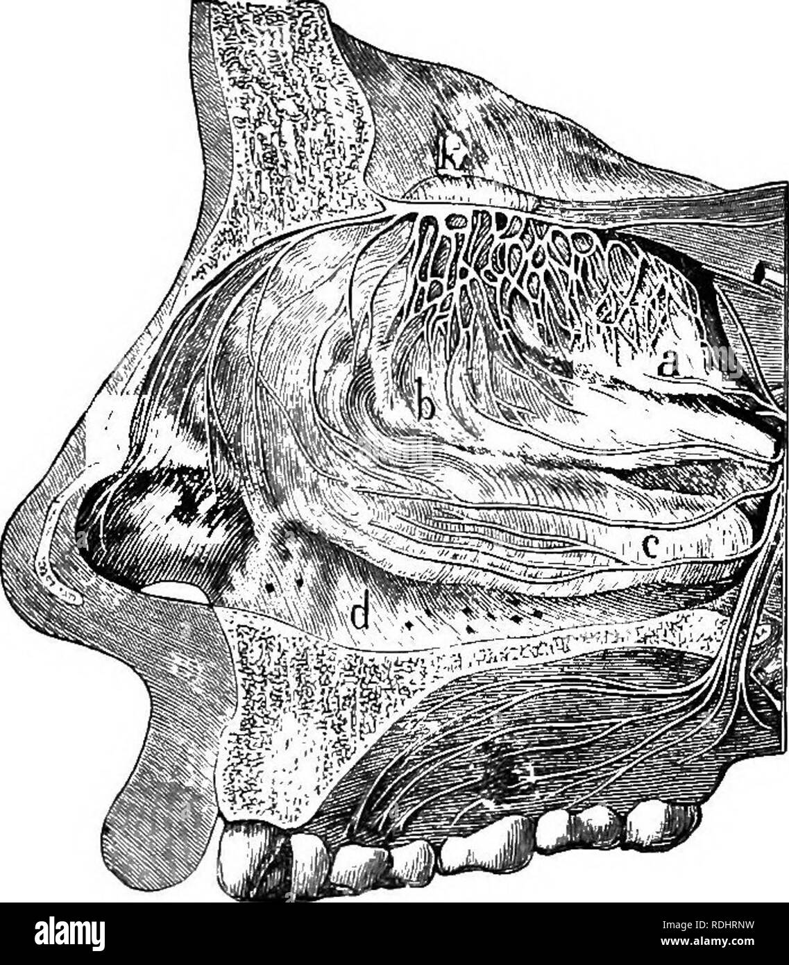 Nasal taste anatomy taste anatomy Black and White Stock Photos & Images ...