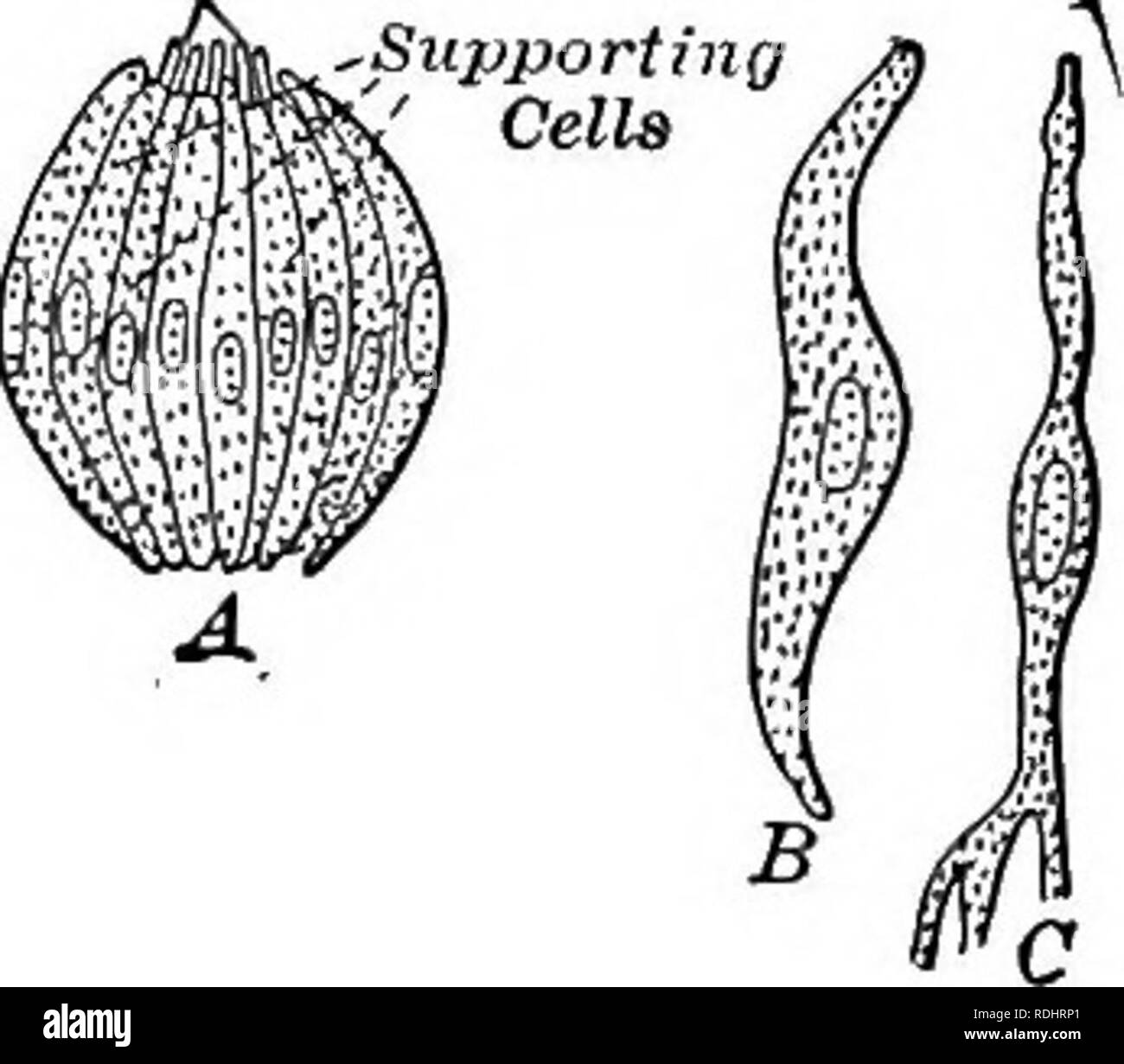 Fungiform papilla hi-res stock photography and images - Alamy