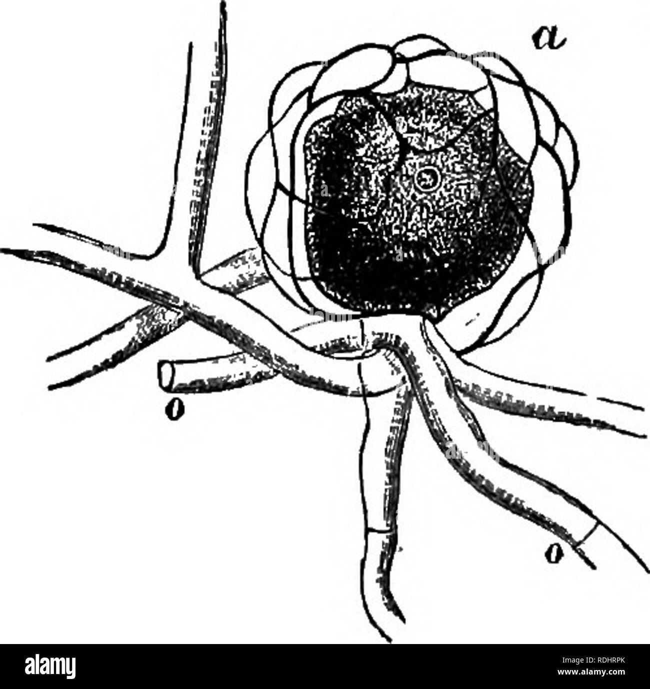 . Fungi; their nature and uses. Fungi. POLYMOEPHISM. 191 authenticated ...