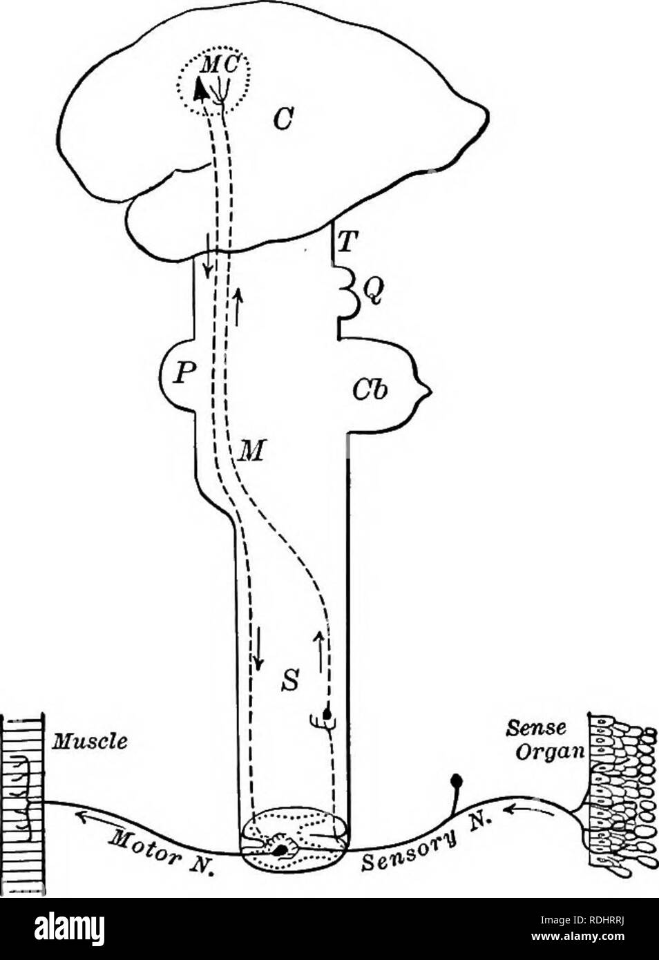 Reflex arc Black and White Stock Photos & Images - Alamy