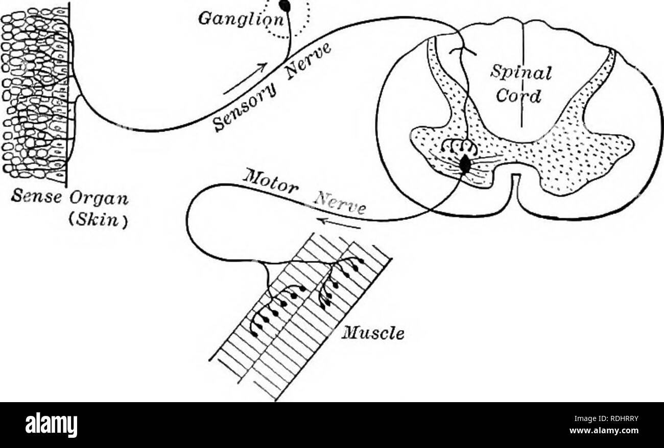 Reflex arc hi-res stock photography and images - Alamy