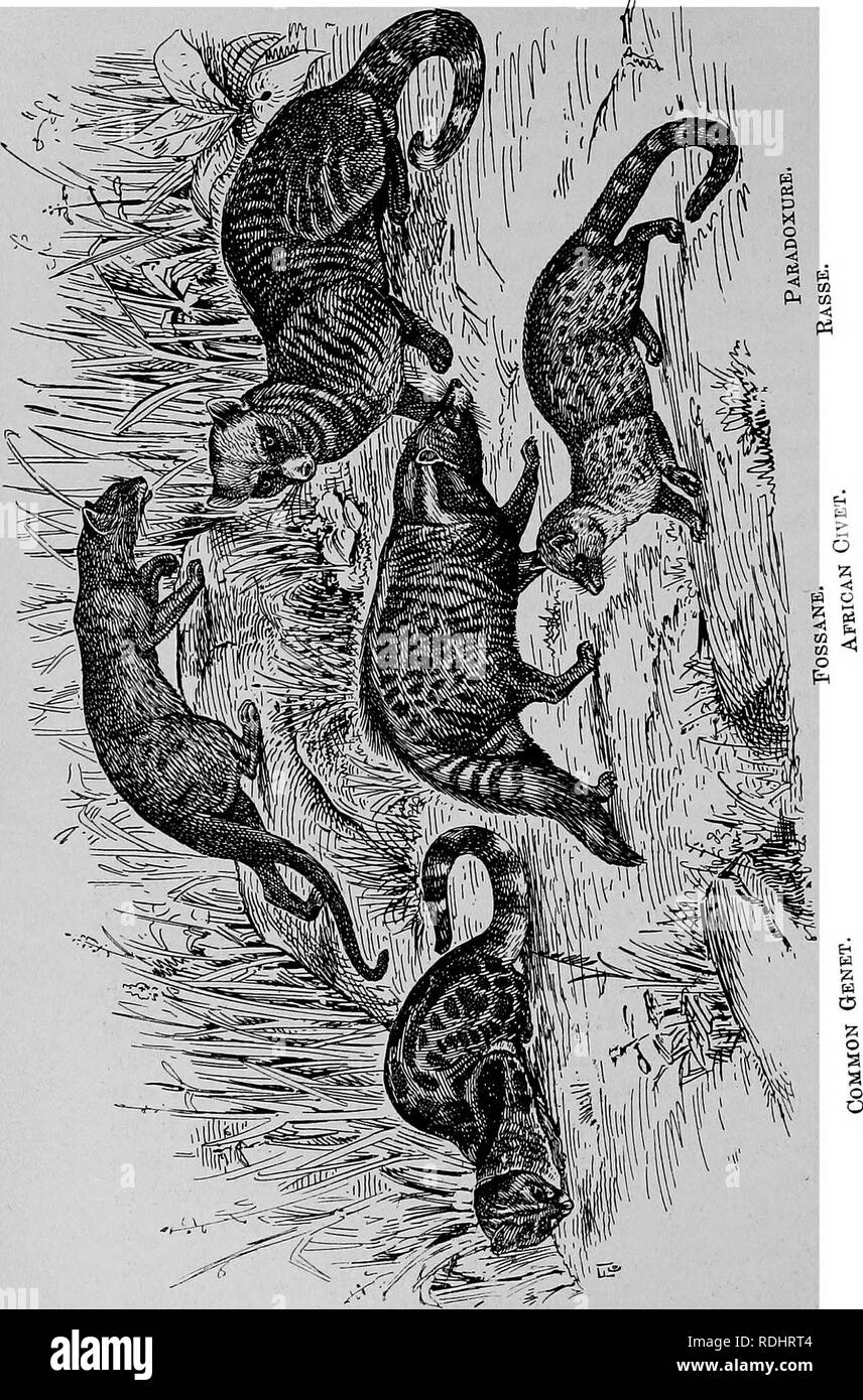 Fissipedia Black and White Stock Photos & Images - Alamy