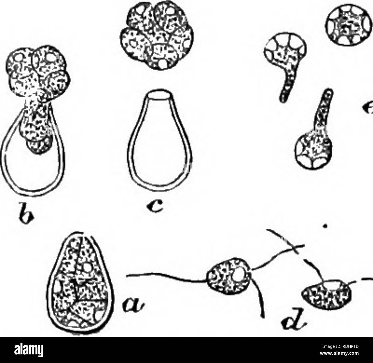 . Fungi; their nature and uses. Fungi. Ustilago as have been remarked ...