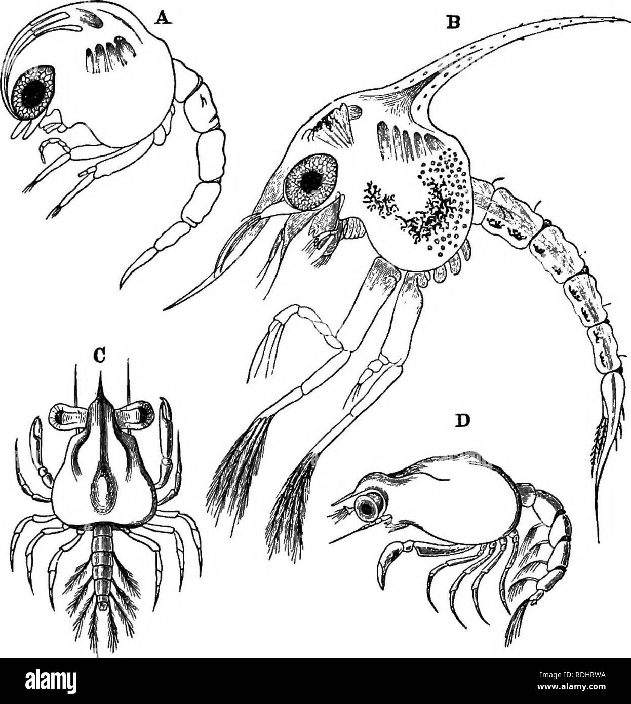 . The crayfish : an introduction to the study of zoology . Crayfish ...