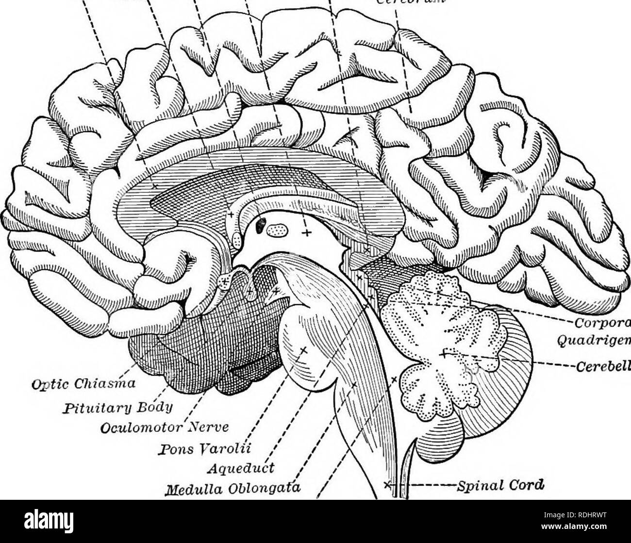 . A text-book in general physiology and anatomy. Physiology ...