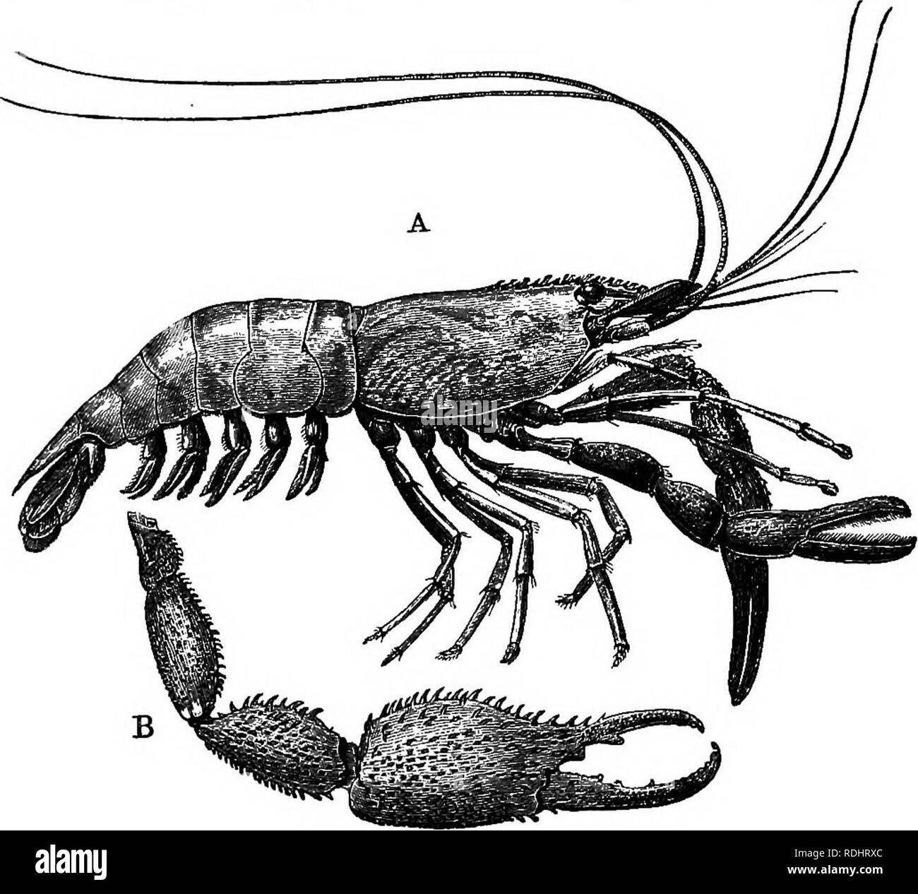 . The crayfish : an introduction to the study of zoology . Crayfish ...