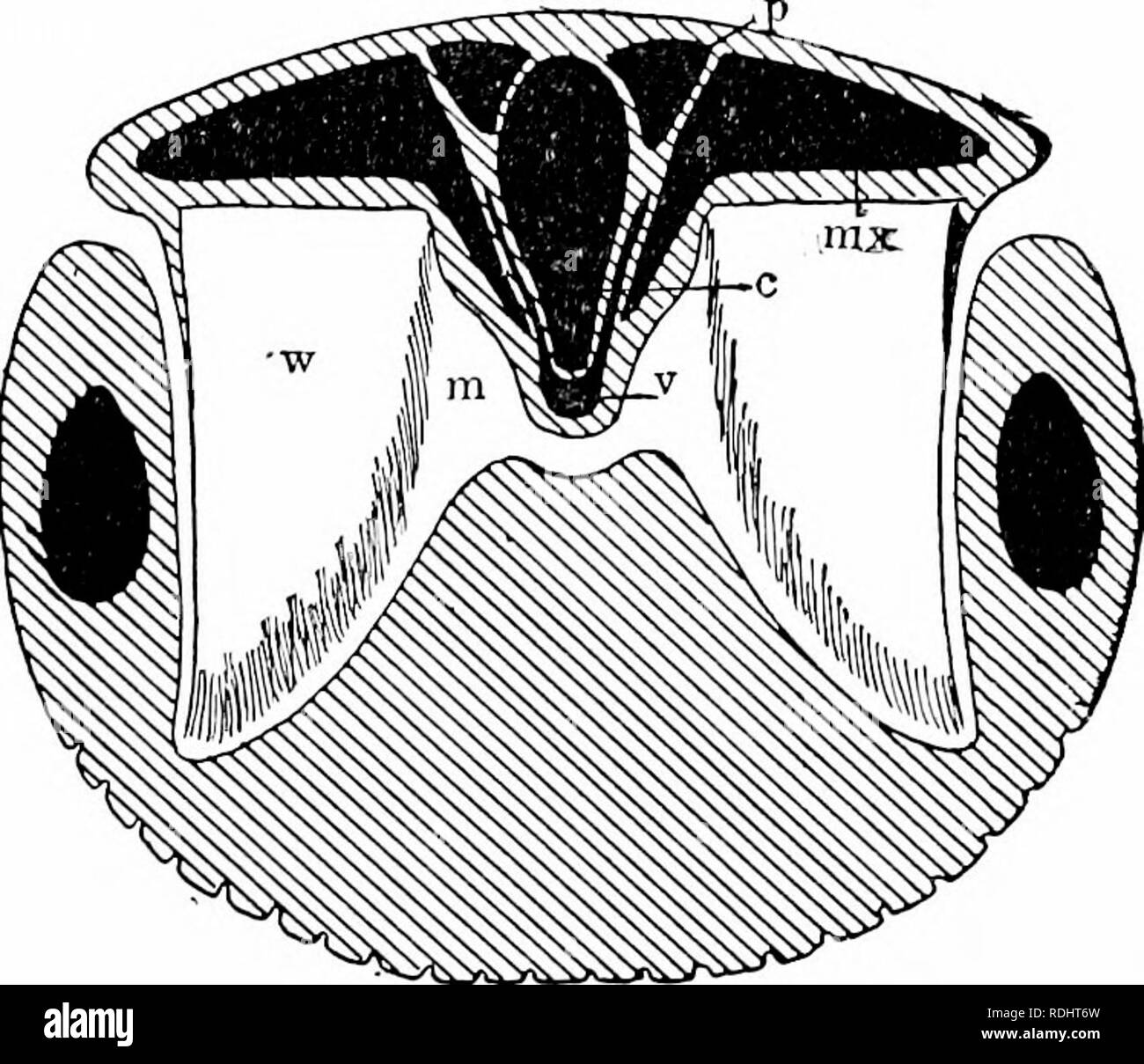 Hind limbs whale hi-res stock photography and images - Alamy