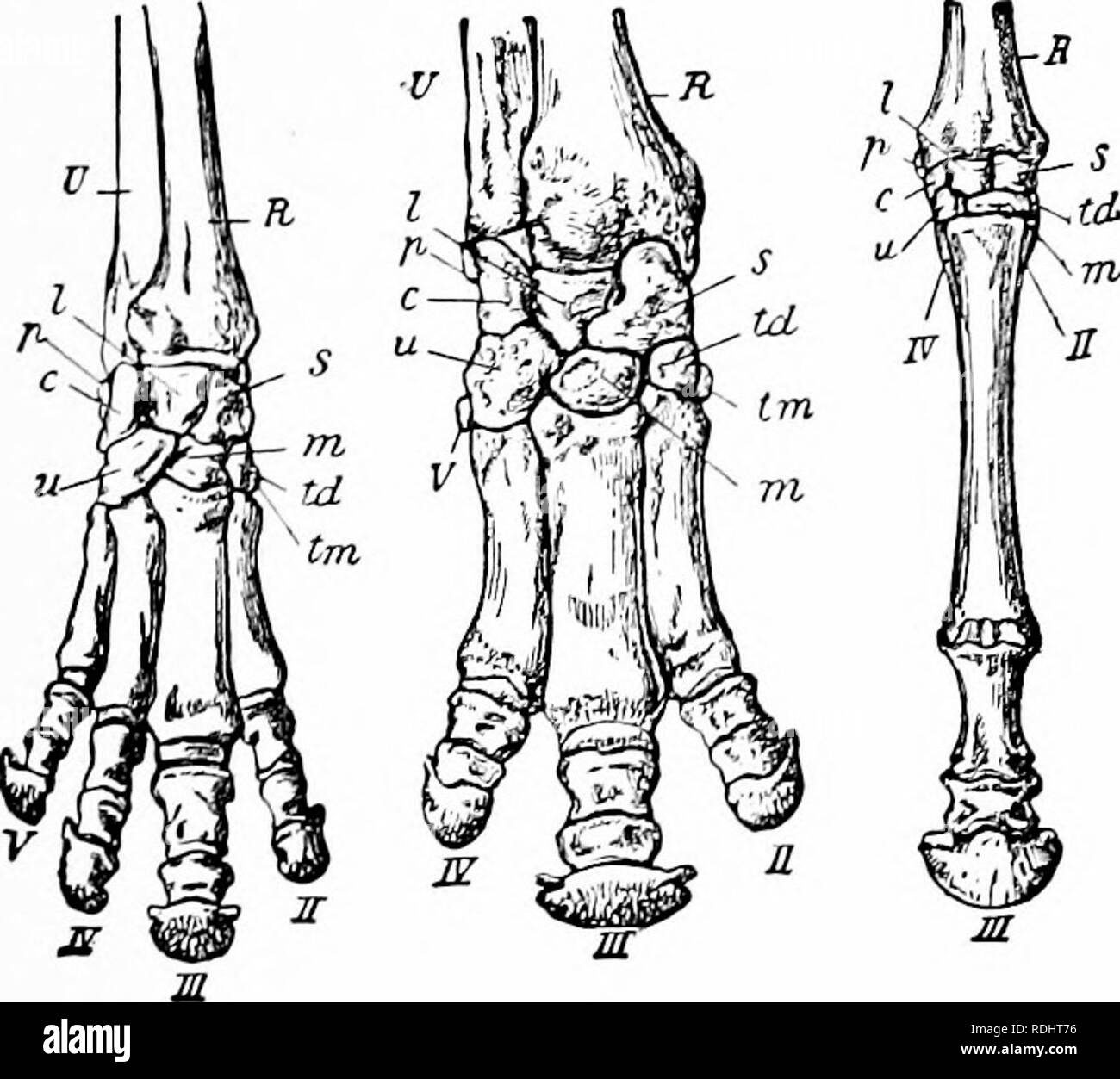 . A manual of zoology. Zoology. IV. VERTEBRATA: MAAIMALIA, UNGULATA 567 ...