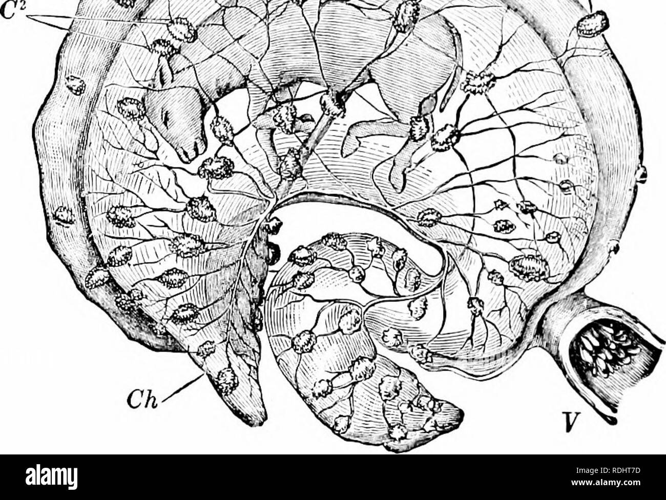 Zonary Placenta Anatomy