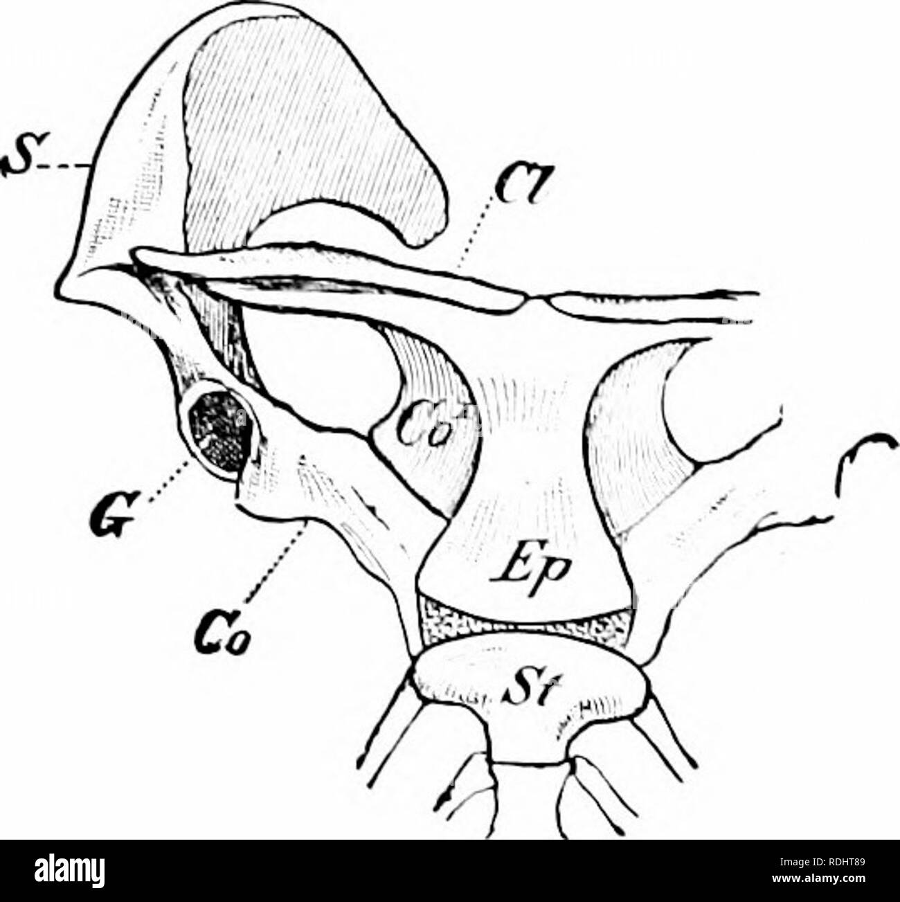 . A manual of zoology. Zoology. 550 CHORDATA the pterygoid forniing ...