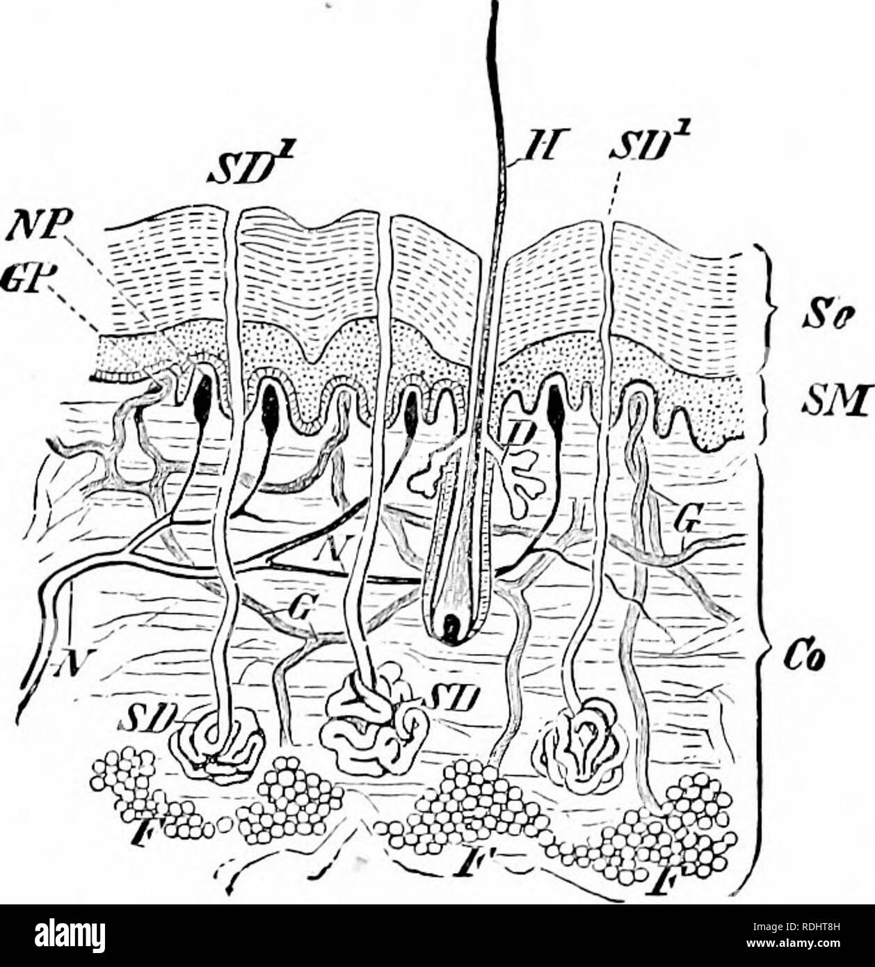 Animal separated from group hi-res stock photography and images - Alamy