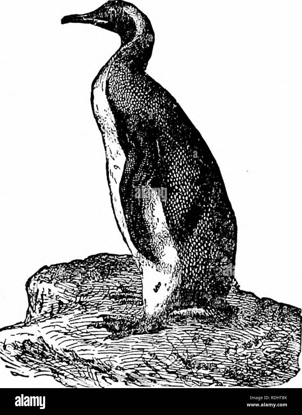 Ratite Black and White Stock Photos & Images - Alamy