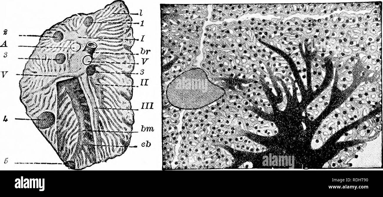 . A manual of zoology. Zoology. IV. VERTEBRATA: AVES 539 The ...