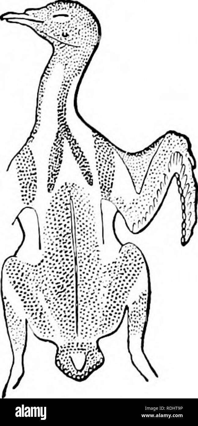 . A manual of zoology. Zoology. IV. VERTEBRATA: AVES 5.33 are claws ...