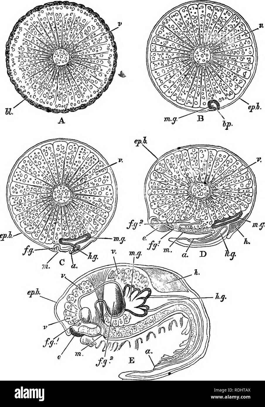 . The crayfish : an introduction to the study of zoology . Crayfish ...