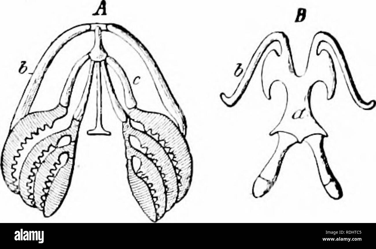 Otic capsule Black and White Stock Photos & Images - Alamy
