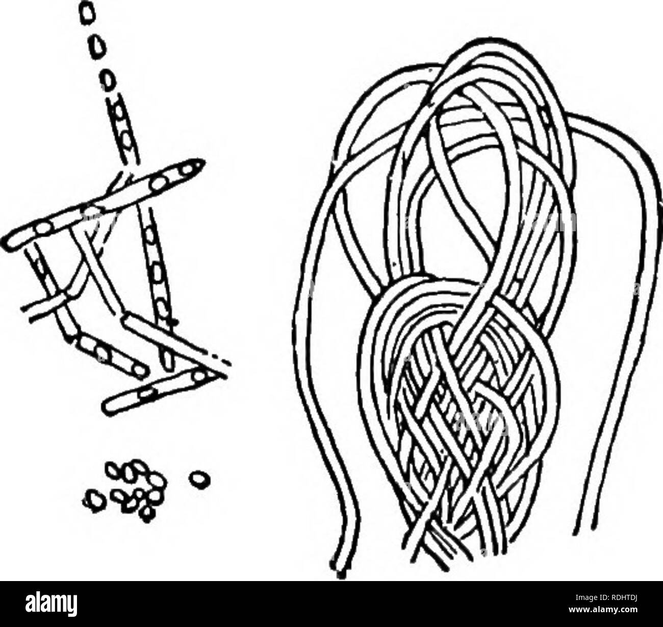 . Microbes, ferments and moulds . Bacteria; Fungi; Fermentation ...