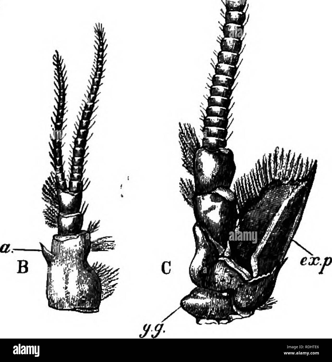 . The crayfish : an introduction to the study of zoology . Crayfish ...