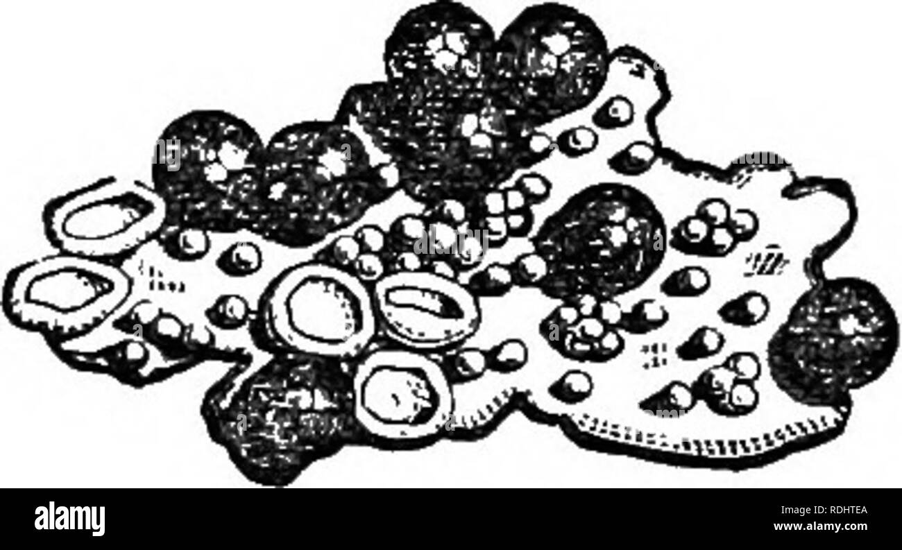 Protococcus hi-res stock photography and images - Alamy