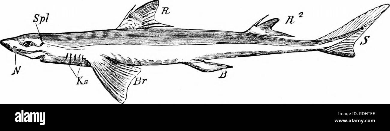 Placoid scales hi-res stock photography and images - Alamy