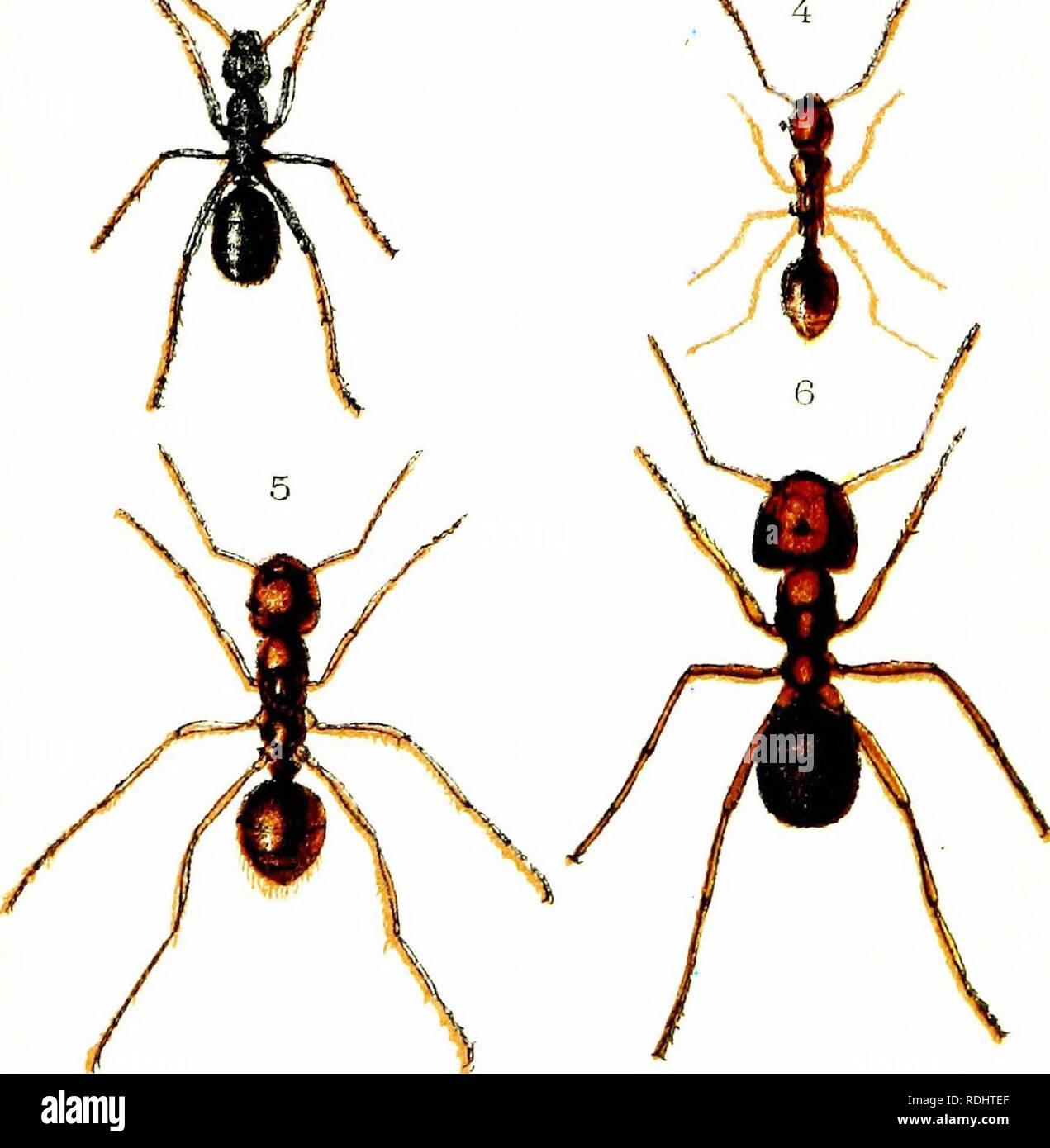 Formica sanguinea hi-res stock photography and images - Alamy