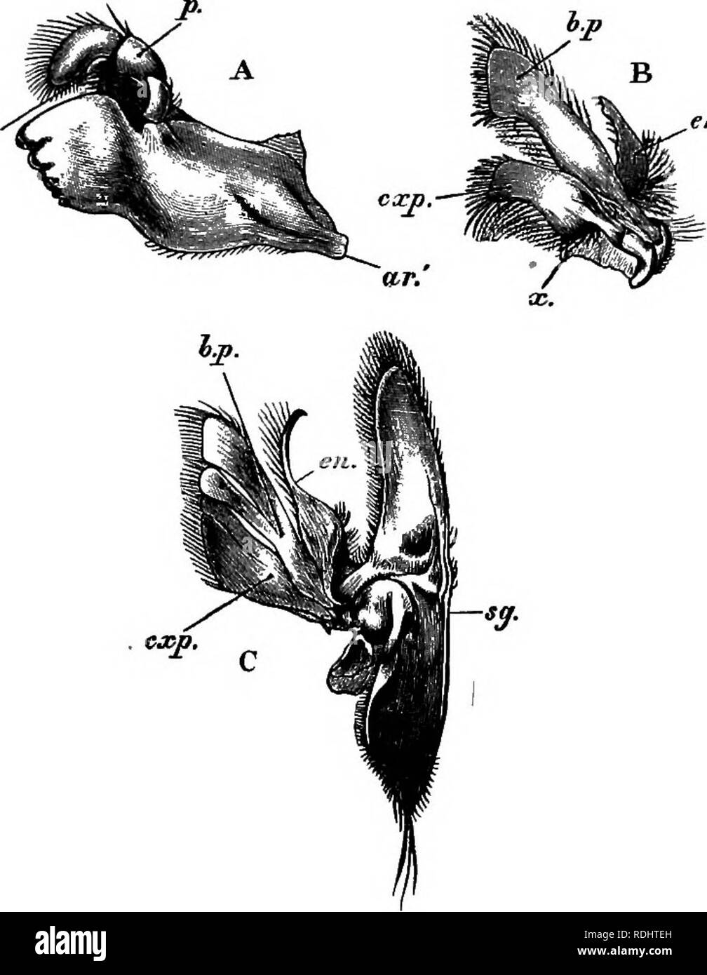 . The crayfish : an introduction to the study of zoology . Crayfish ...