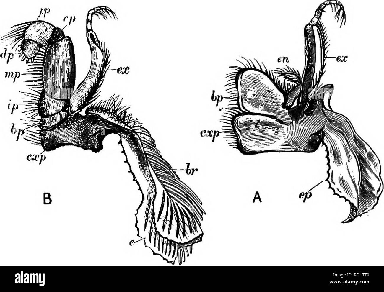 . The crayfish : an introduction to the study of zoology . Crayfish ...