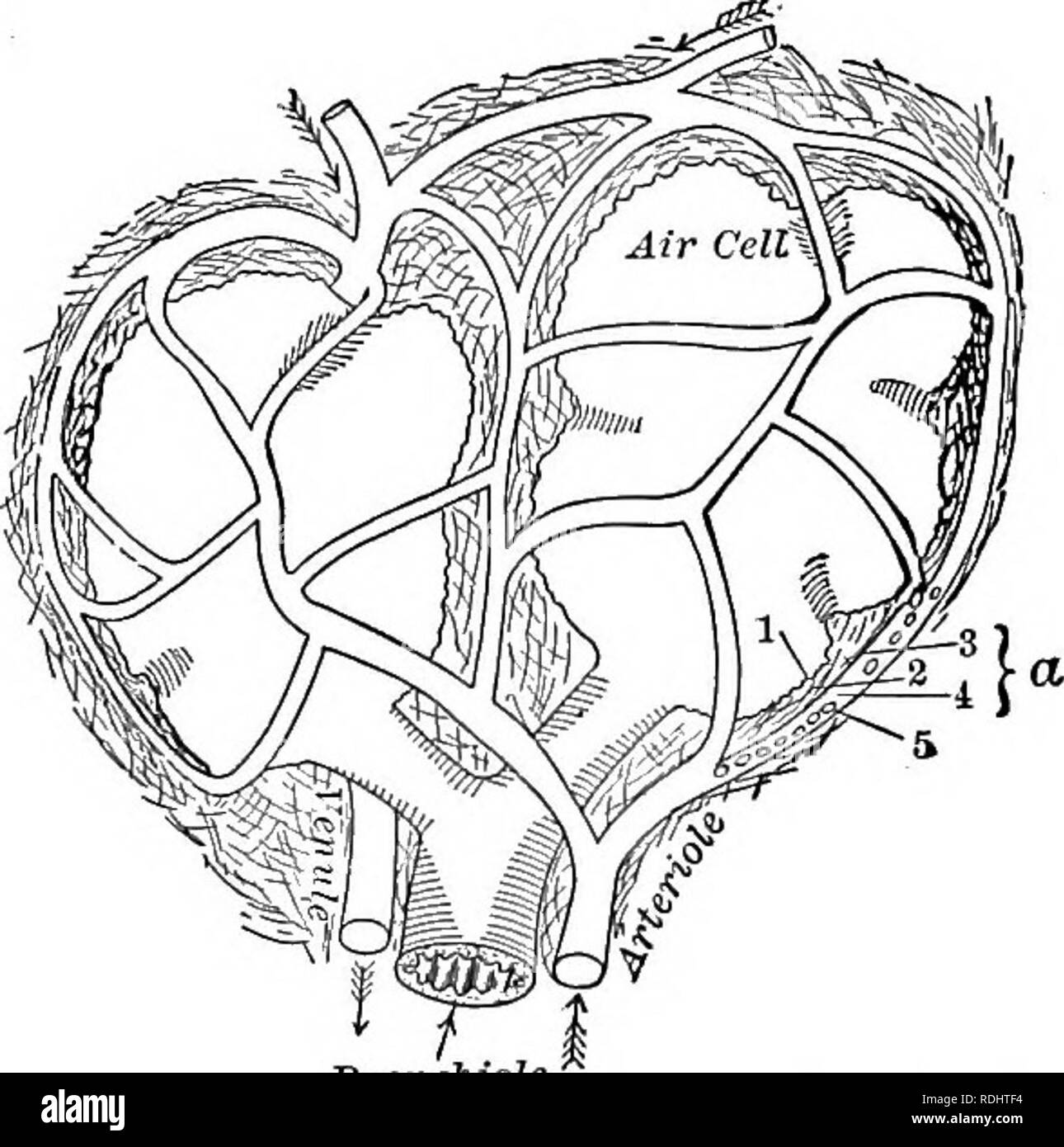 . A text-book in general physiology and anatomy. Physiology ...