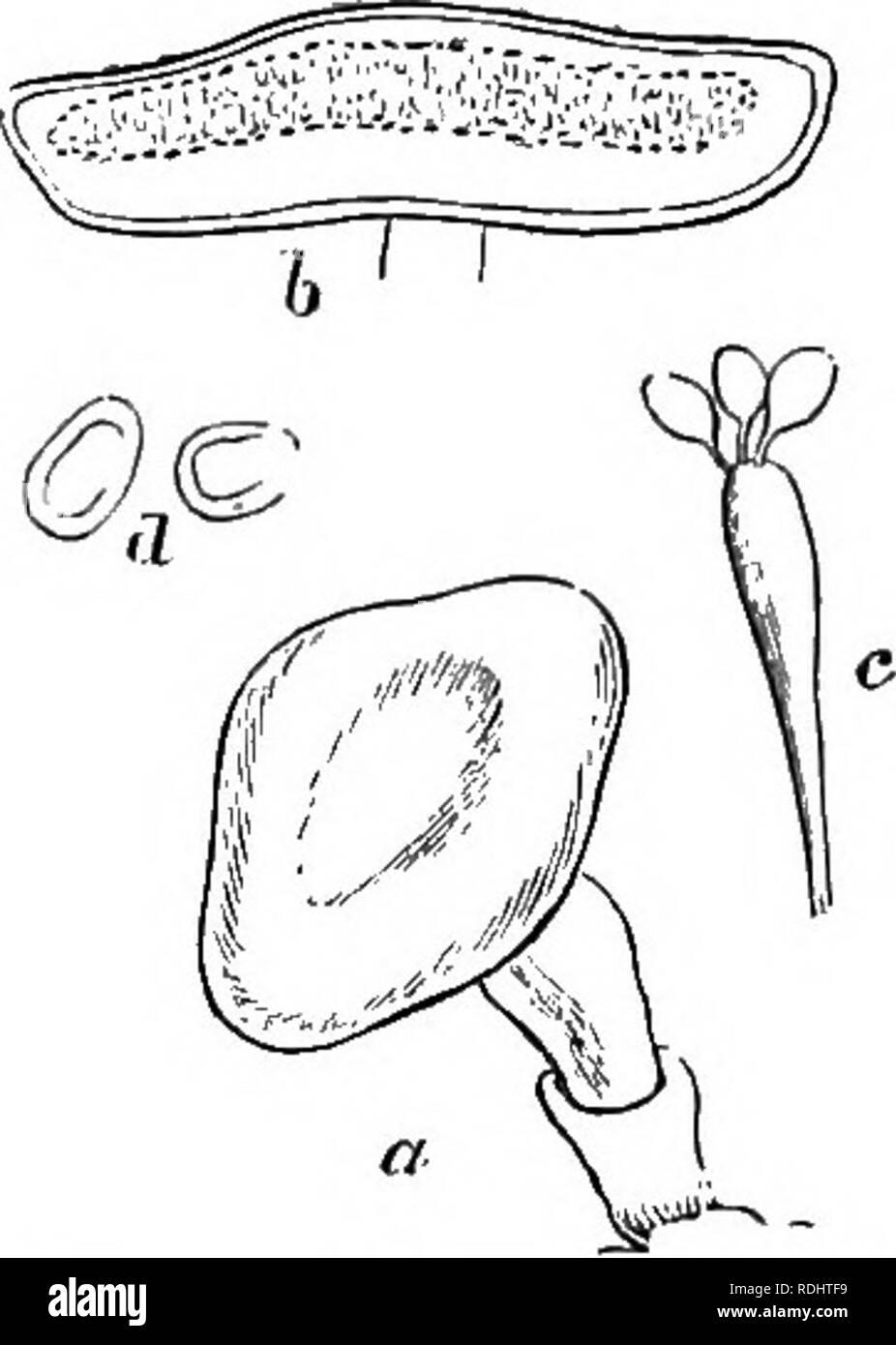 . Fungi; their nature and uses. Fungi. STRUCTURE. 35 When first formed ...