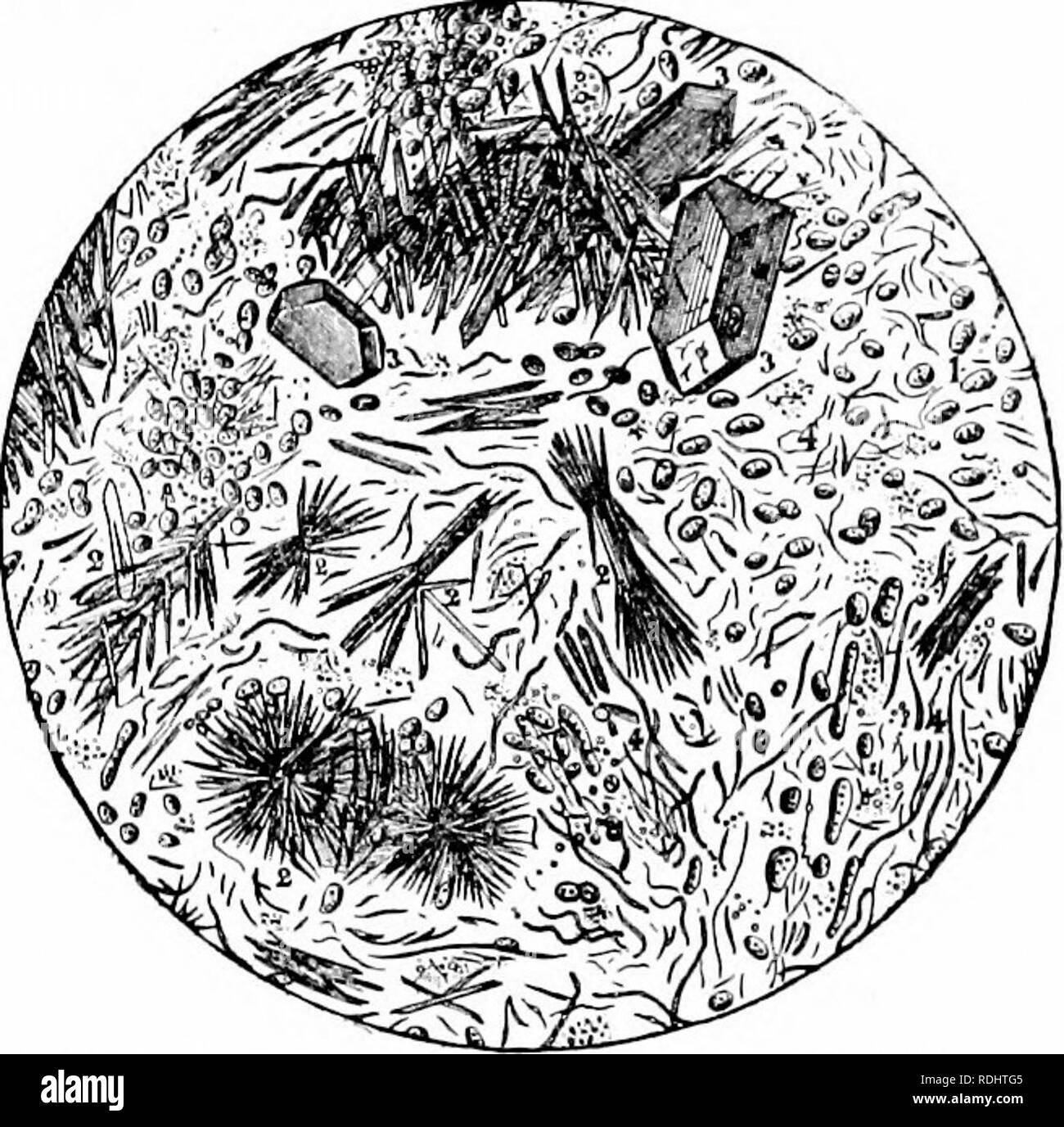 . Microbes, ferments and moulds . Bacteria; Fungi; Fermentation ...