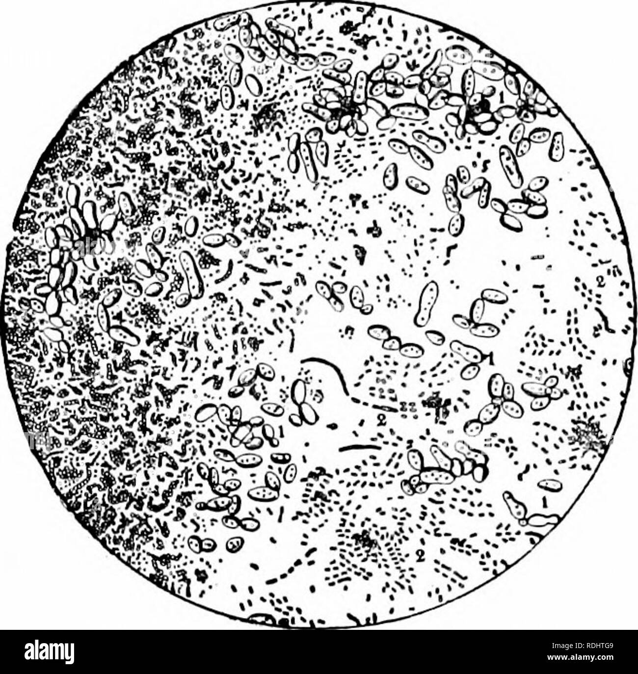 Microbes ice hi-res stock photography and images - Alamy