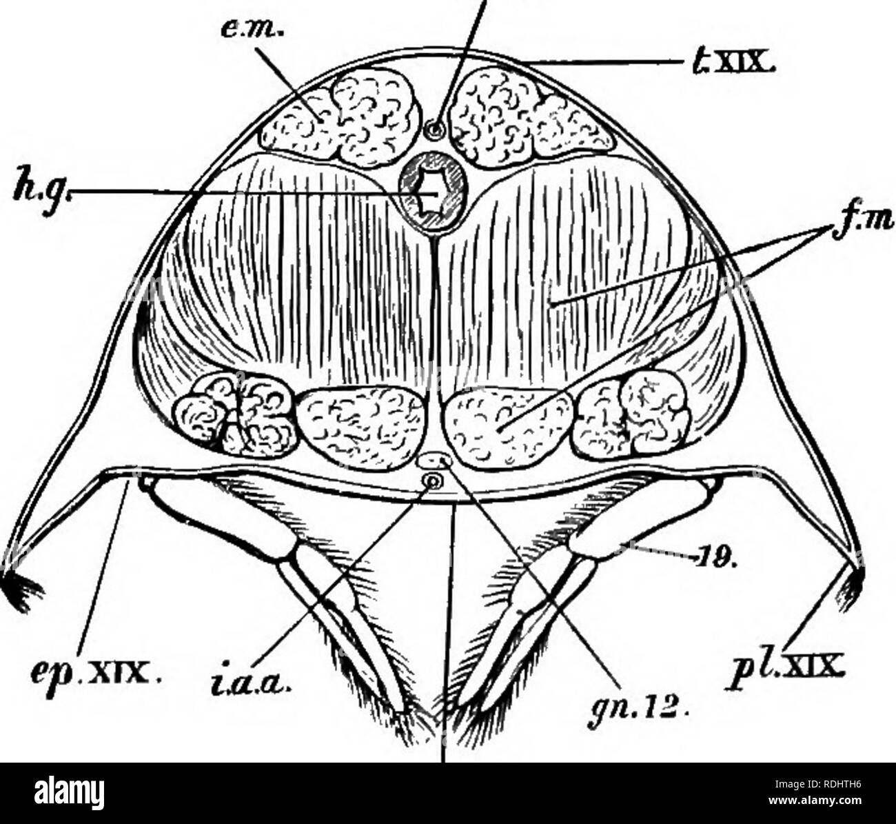 . The crayfish : an introduction to the study of zoology . Crayfish ...