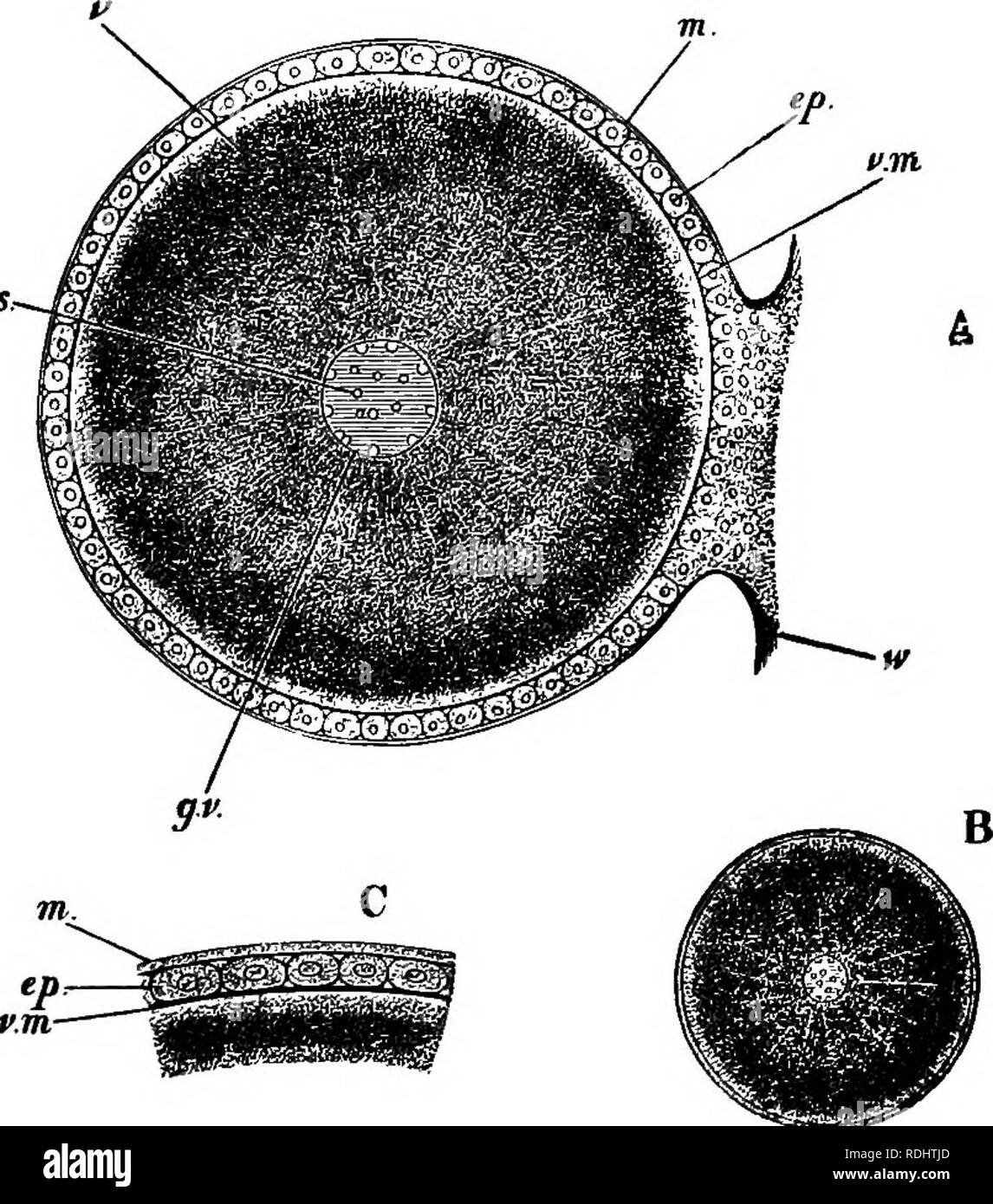. The crayfish : an introduction to the study of zoology . Crayfish ...