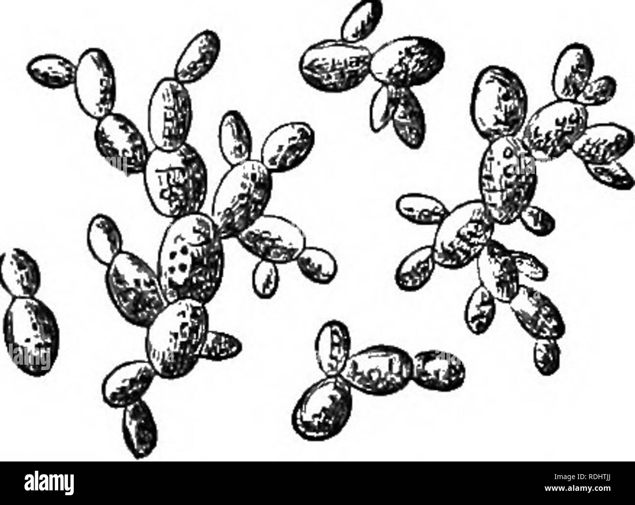 Saccharomyces Ellipsoideus Cut Out Stock Images Pictures Alamy