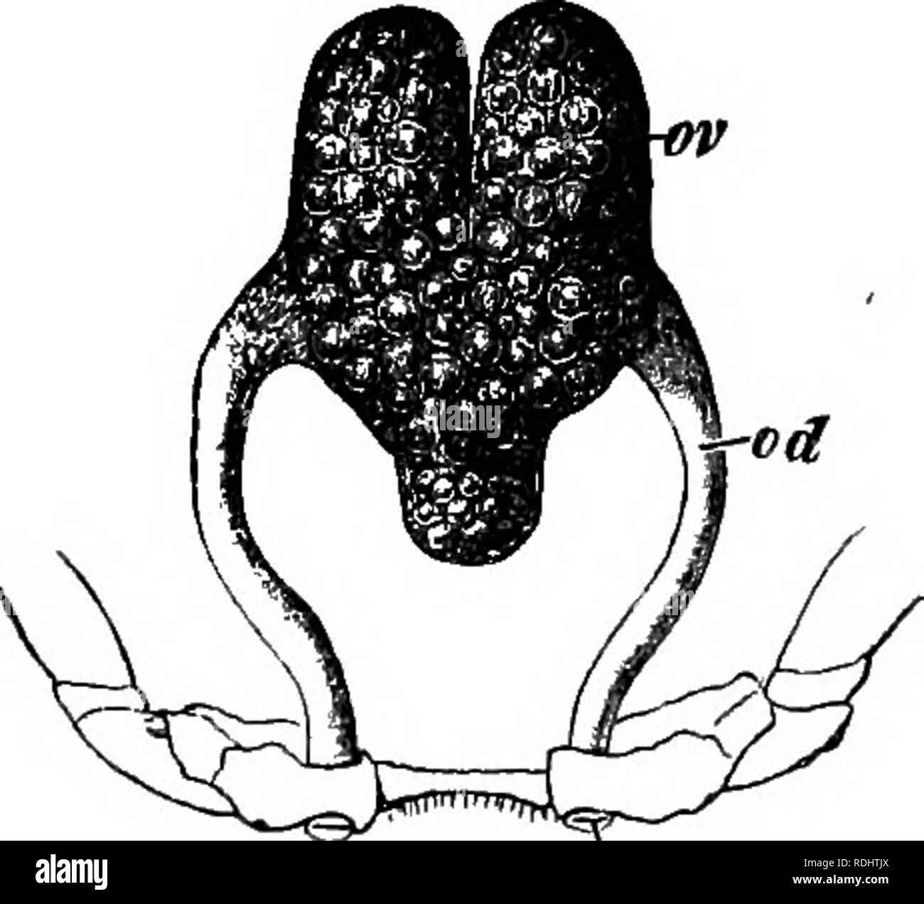 . The crayfish : an introduction to the study of zoology . Crayfish ...