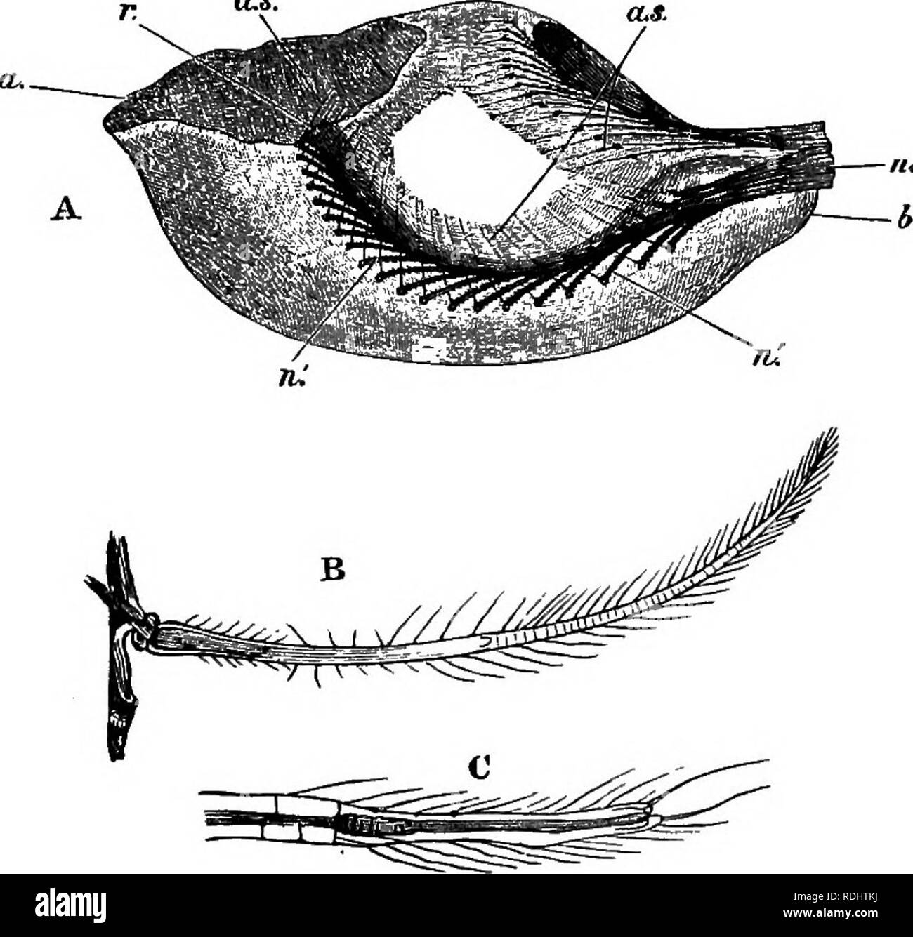 . The crayfish : an introduction to the study of zoology . Crayfish ...