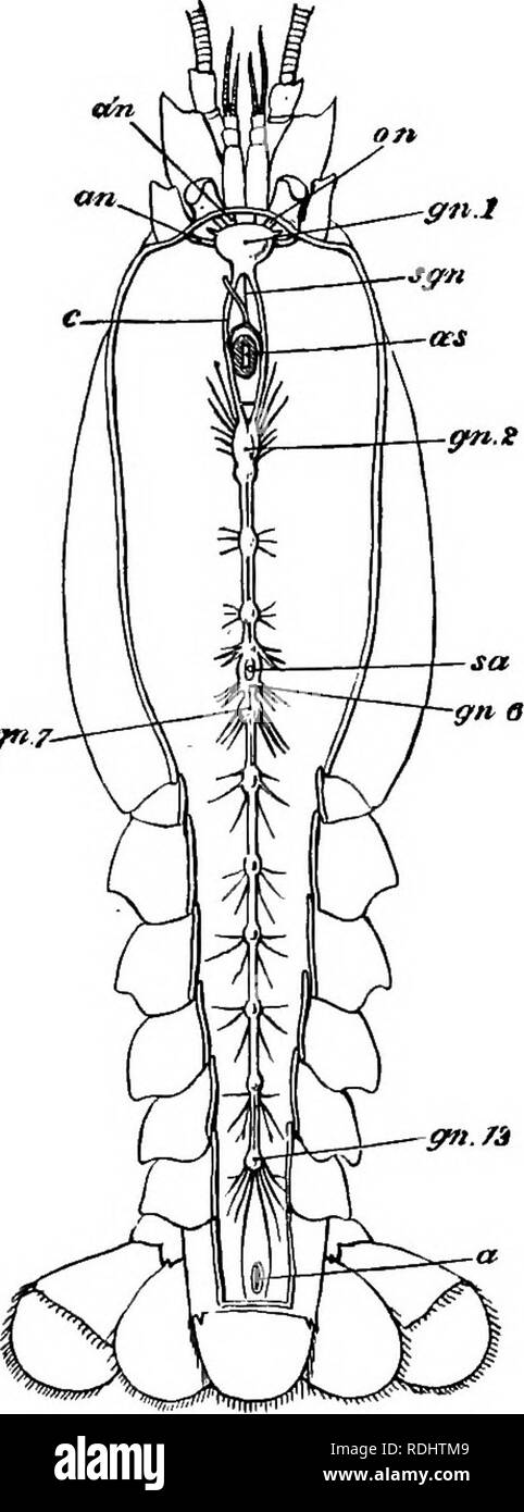 . The crayfish : an introduction to the study of zoology . Crayfish ...