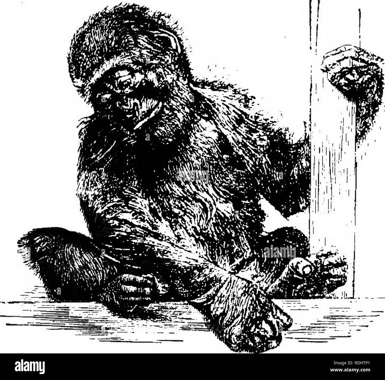 . Anthropoid apes. Apes. THE EXTERNAL FORM OF ANTHROPOID APES. 23 dons ...