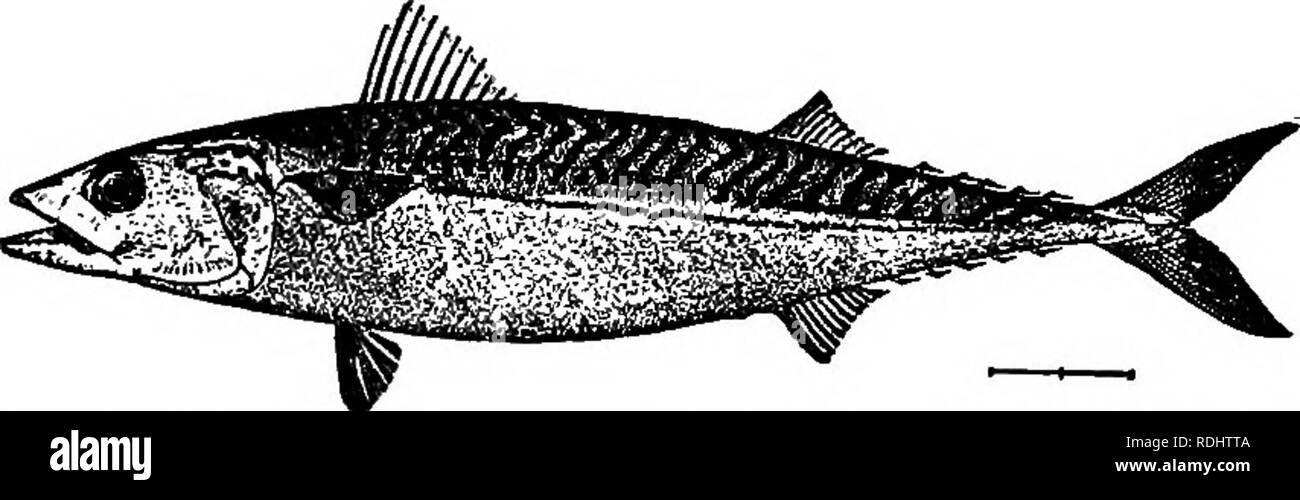 Mackerel bones hi-res stock photography and images - Alamy
